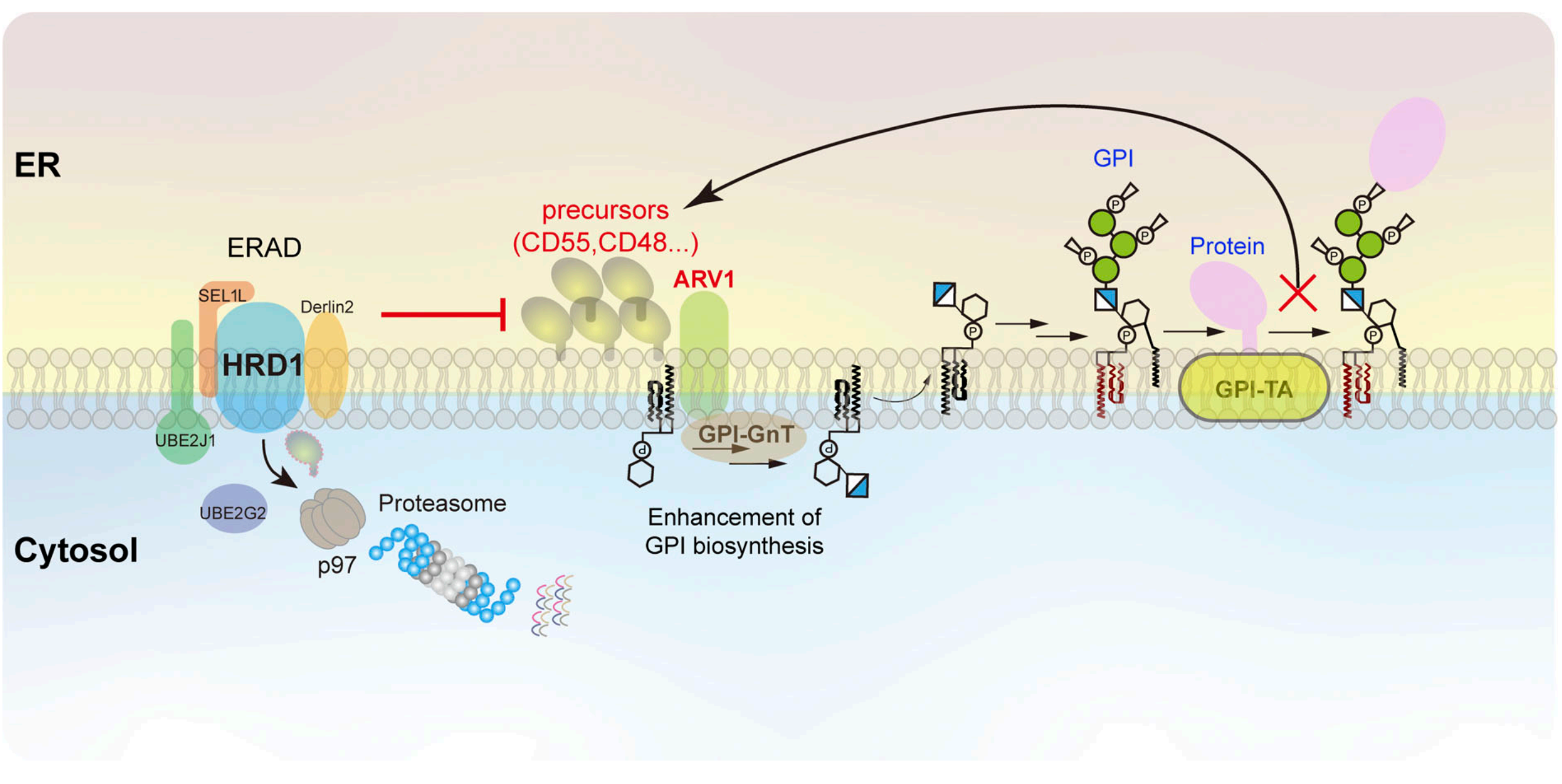 西班牙塞维利亚大学Manuel Muñiz教授在Journal of cell biology上撰文专题报道我院教师柳艺石关于GPI锚定蛋白 ...